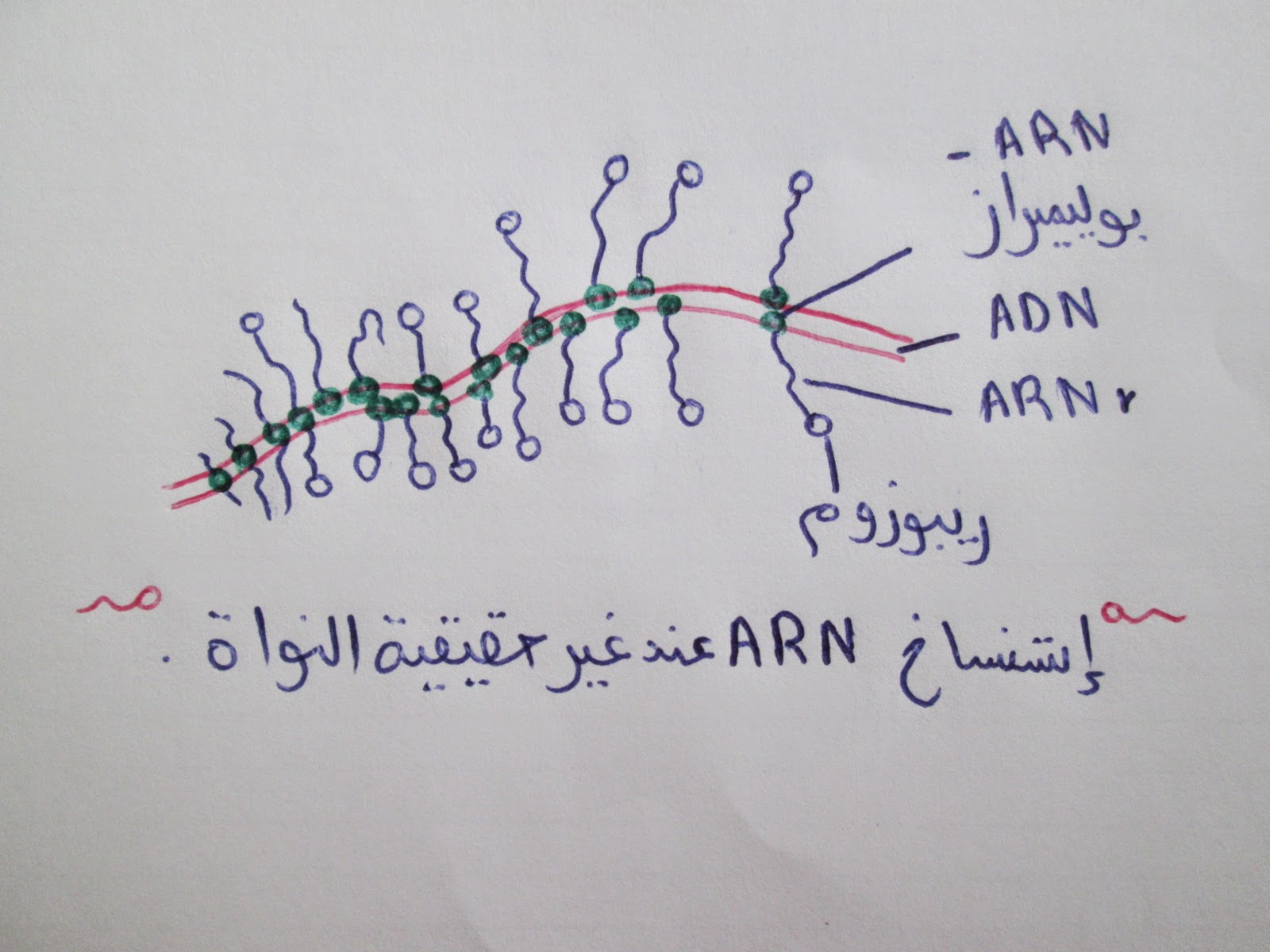 دلائل تثبت وجود ال ARNm