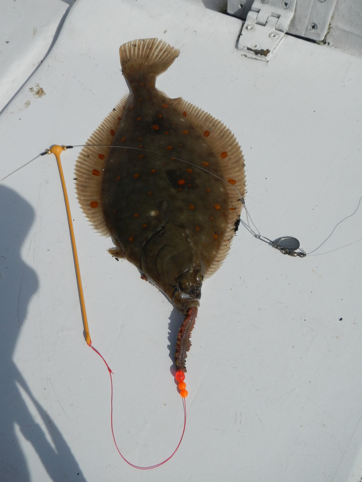 De Kleine Bootvisser VZW: platvis op ondiep water