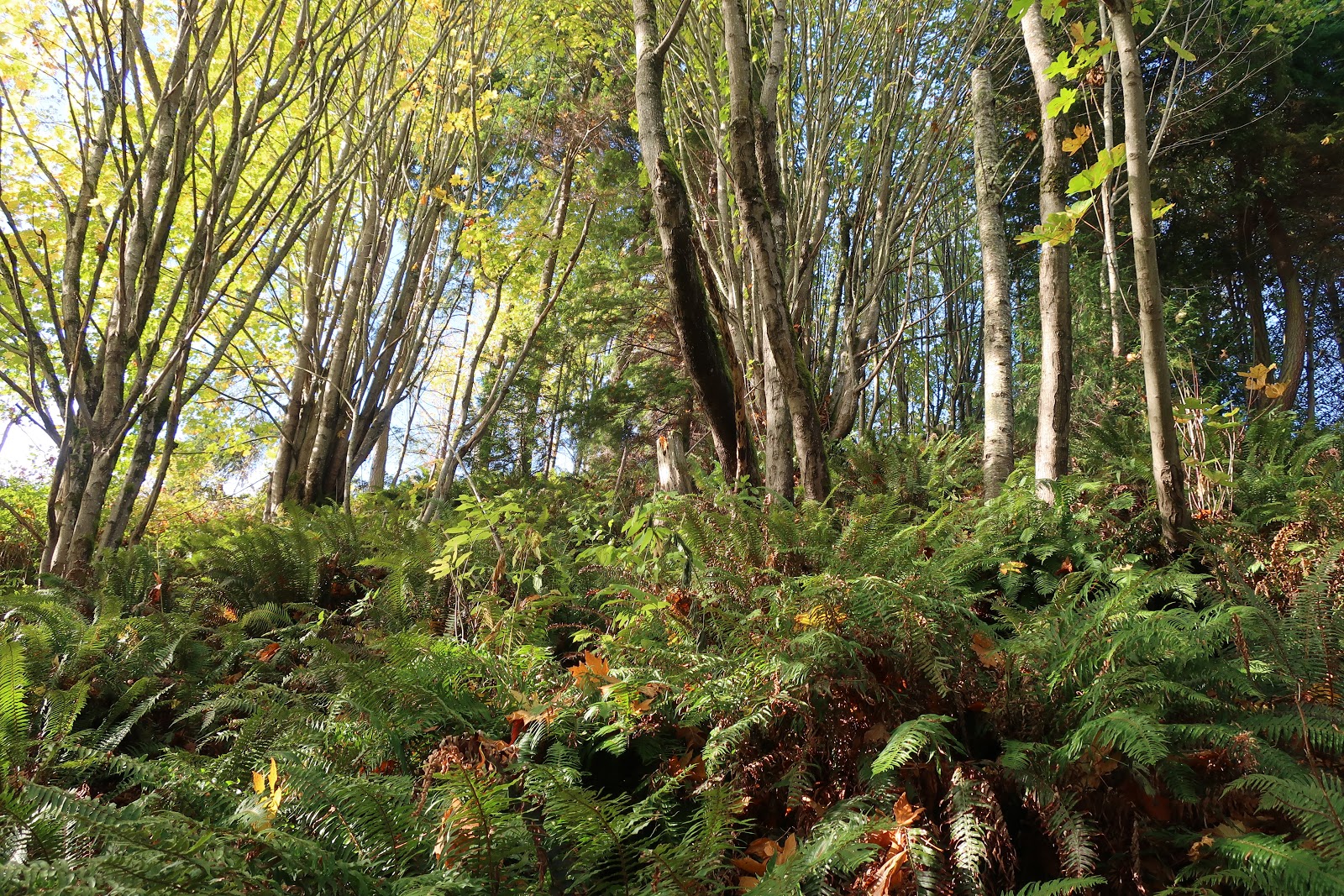 Reading the Washington Landscape: Acer macrophyllum (Big Leaf Maple) Forest