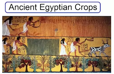 Ancient Egyptian Crops | Travel | Before It's News
