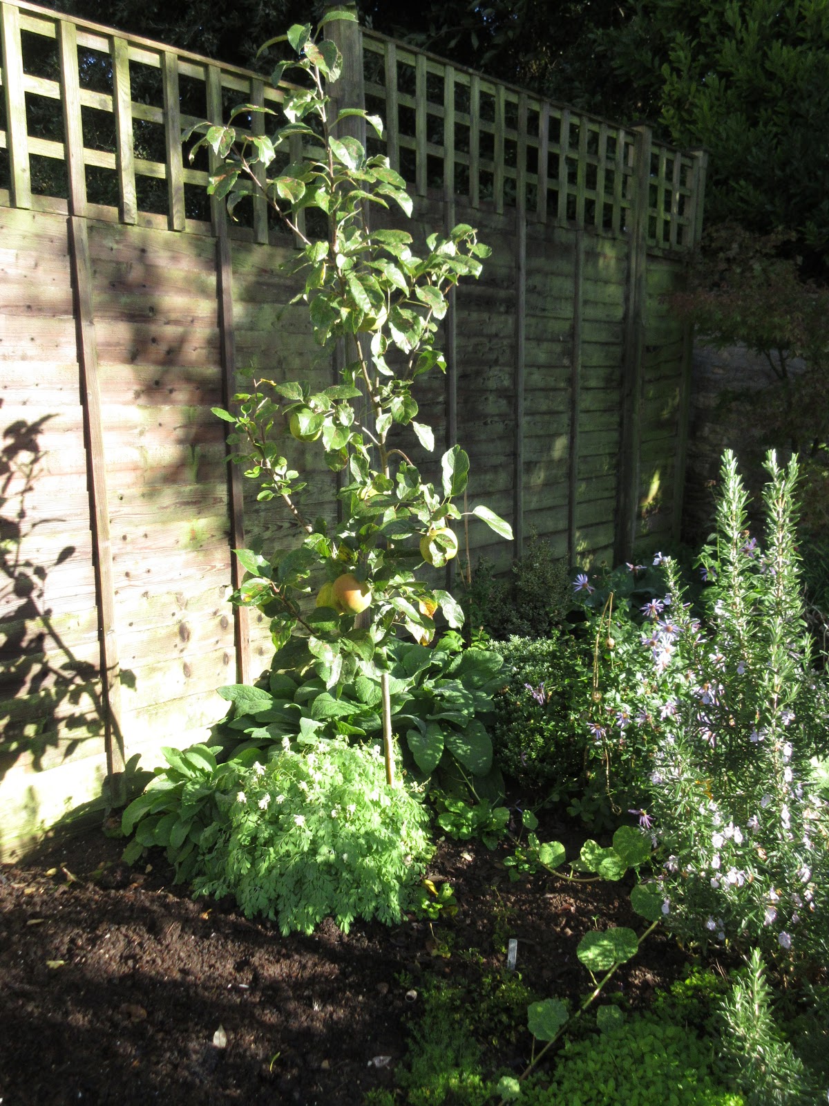 Stasher: Apple D'Arcy Spice Tree Annual Update