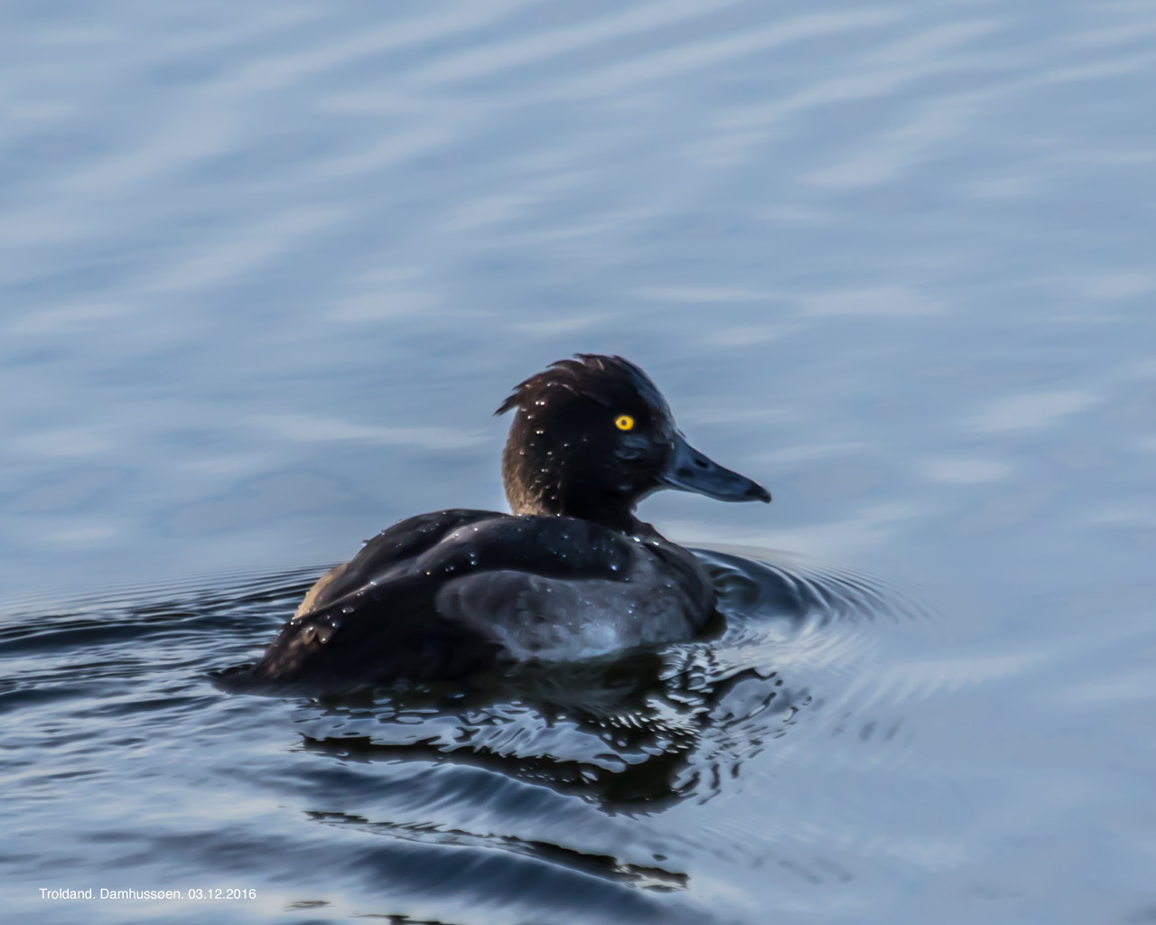 Fuglefoto: Troldand. Damhussøen