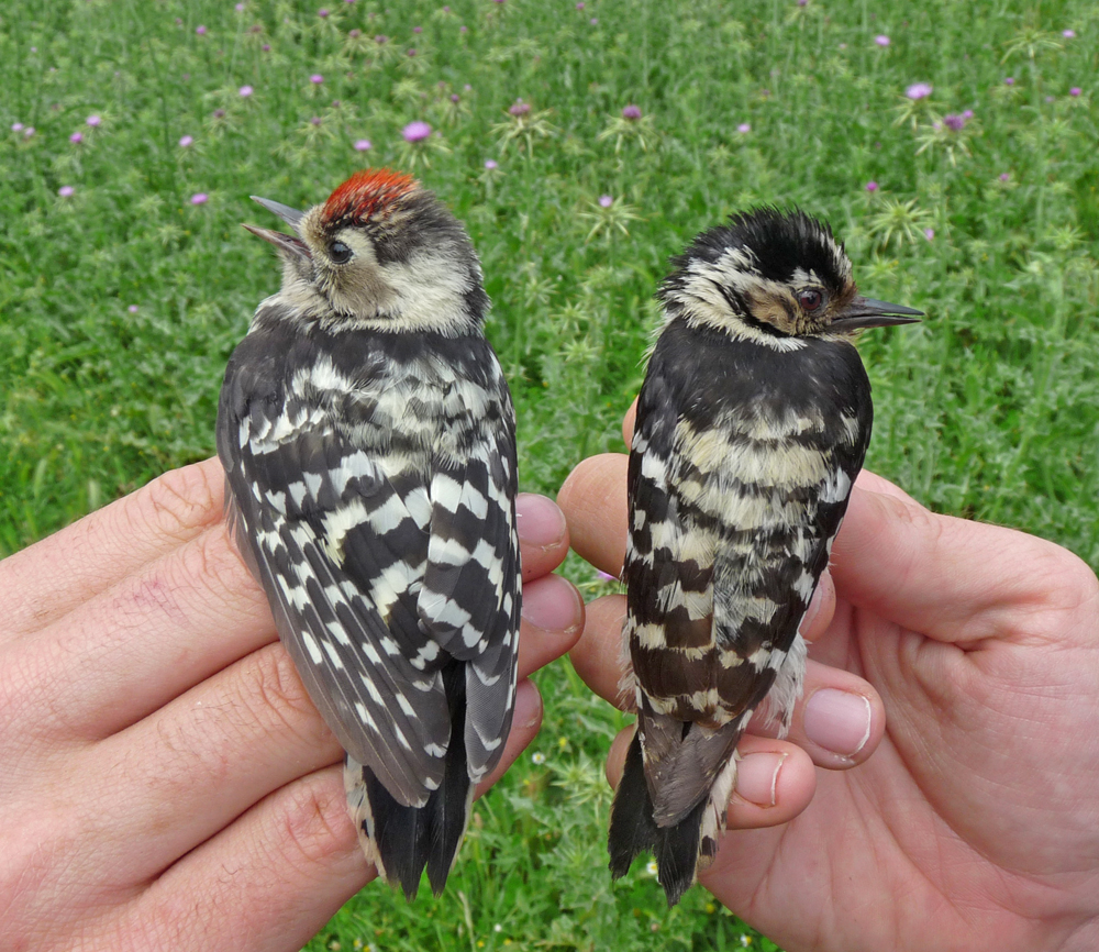 ABRERA EN IMATGES: Ocells Picots garsers