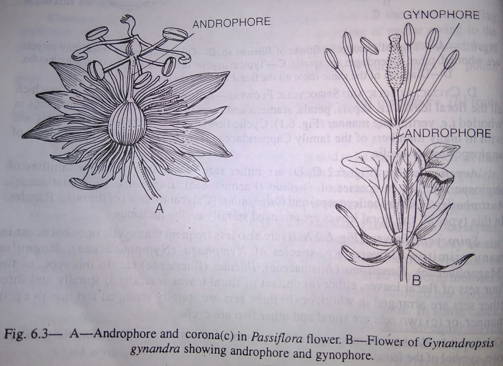 Different flower terminology-digieduco