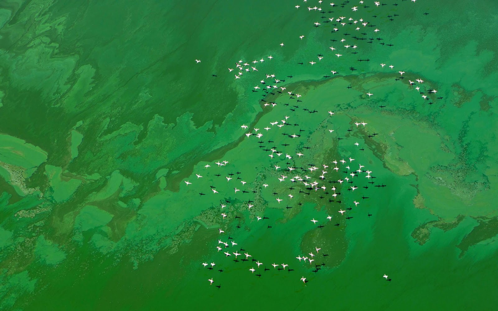 Aerial Flying Birds Wallpaper