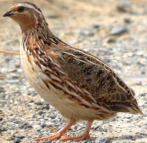 ANIMALES FOTOS DIBUJOS IMAGENES: FOTOS DE CODORNIZ