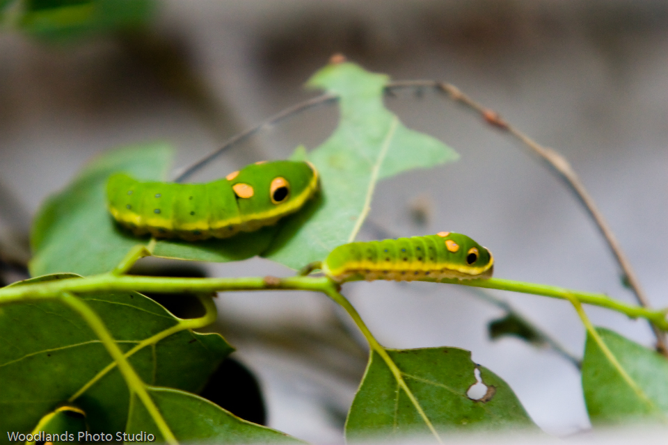 East Texas Piney Woods: Surprise encounter with the worm of a Spicebush ...