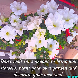 Best 30 Inspirational Flower Quotes With Beautiful Pictures-Quotes ...