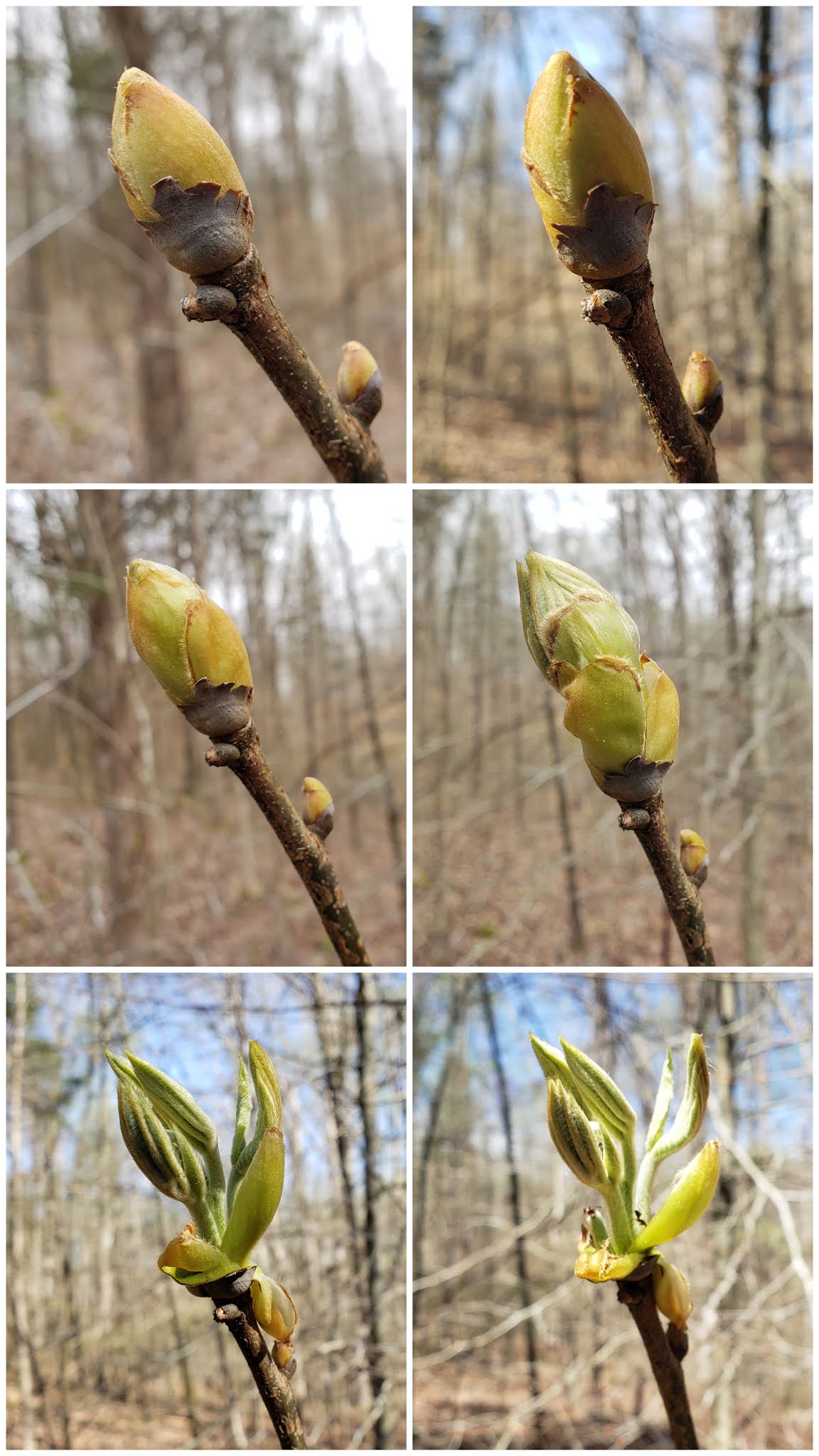 A Budding Naturalist