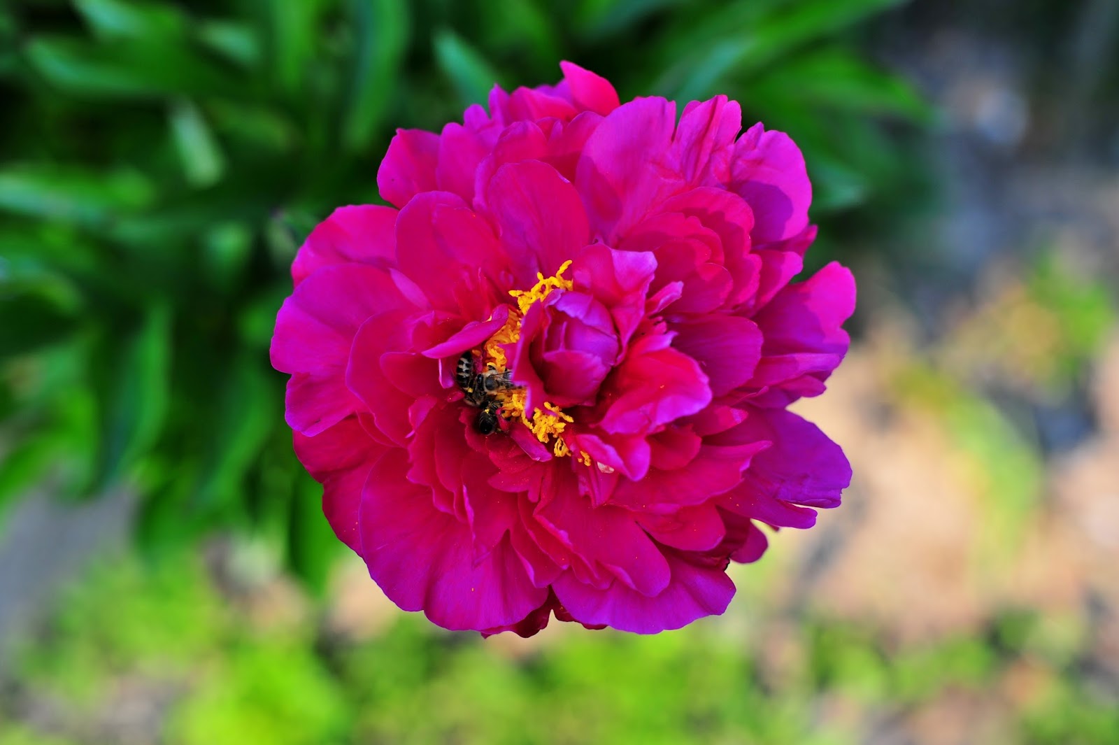 kavica z mano: potonike