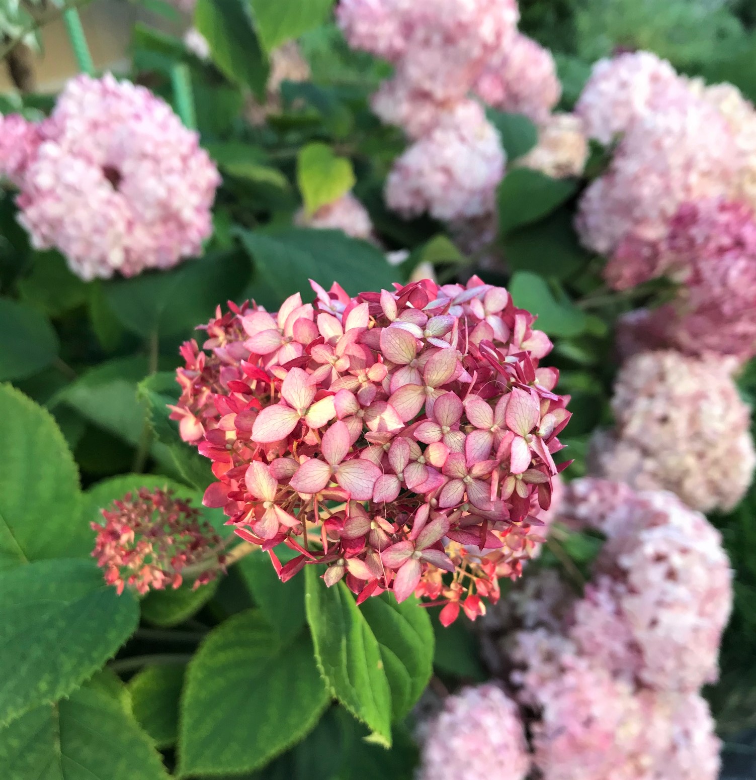 Brenda @ It's A Beautiful Life: The Garden In August And Our Giveaway ...