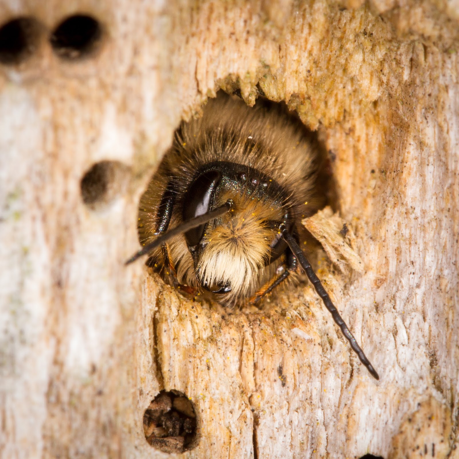 TrogTrogBlog: Red mason bees