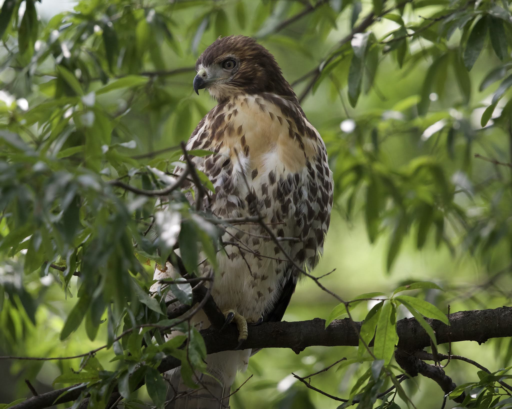 EV Grieve: Young red-tailed hawk branches out in Tompkins Square Park