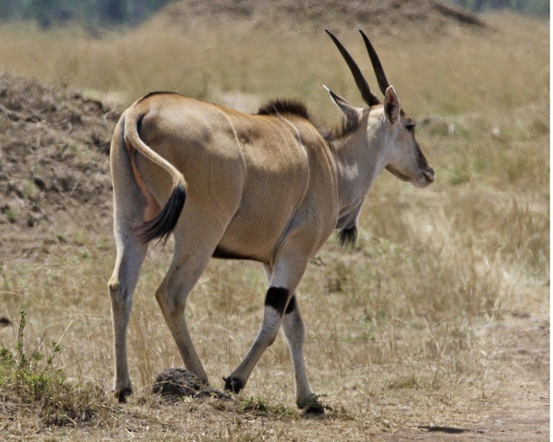 Eland Taurotragus Oryx Animals | Facts & Interesting Pictures | All ...