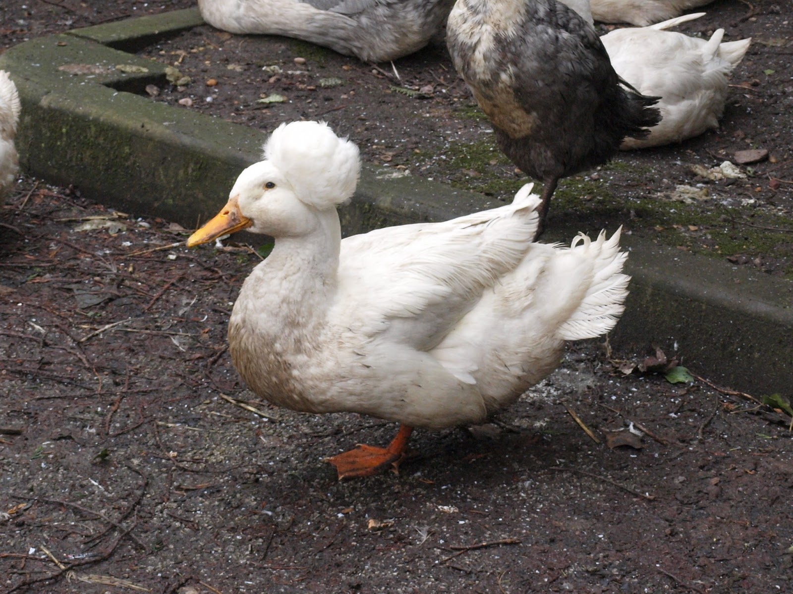 Ragged Robin's Nature Notes: Signs of Growth in the Garden