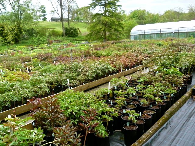 A real garden nursery