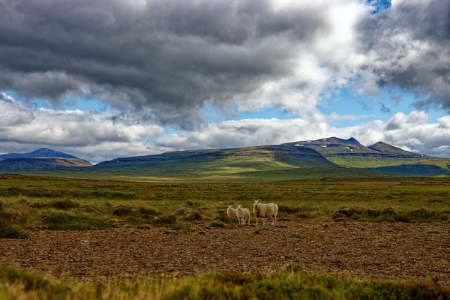 "Hit a plateau" nghĩa là gì?