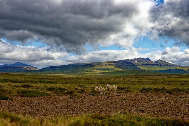 "Hit a plateau" nghĩa là gì?