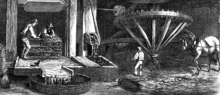 Researching Food History : Cider making in Devonshire, 1850