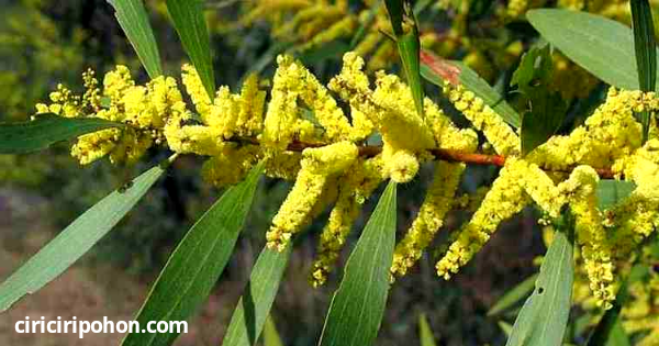 Cari Tahu Tentang Tanaman Akasia Longifolia - Ciriciripohon.com