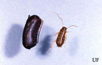 CONSCIÊNCIA ELEVADA AO DOBRO: BARATAS !! PARTE 3