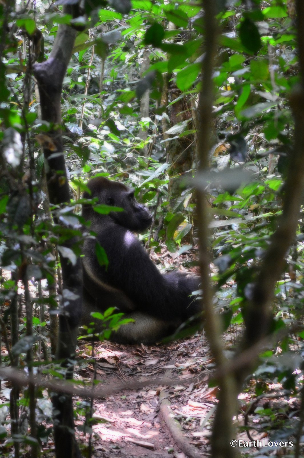 EarthLoversOnTour: Dzanga-Sangha: We Find Gorillas - and Get Surprised ...