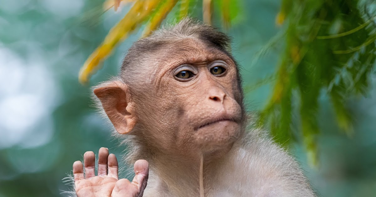 The Most Interesting Facts About Animals the-most-interesting-facts-about-animals