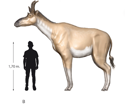 Escenarios prehistóricos: Decennatherium