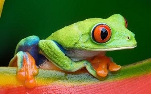 FAUNA DE VENEZUELA: Rana de ojos rojos (Agalychnis callidryas)