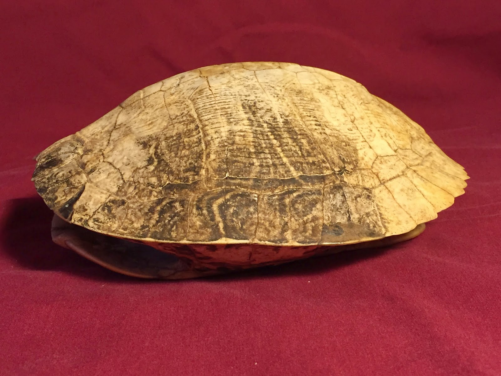 The Nature Geek: Revealing the Mystery of Bones