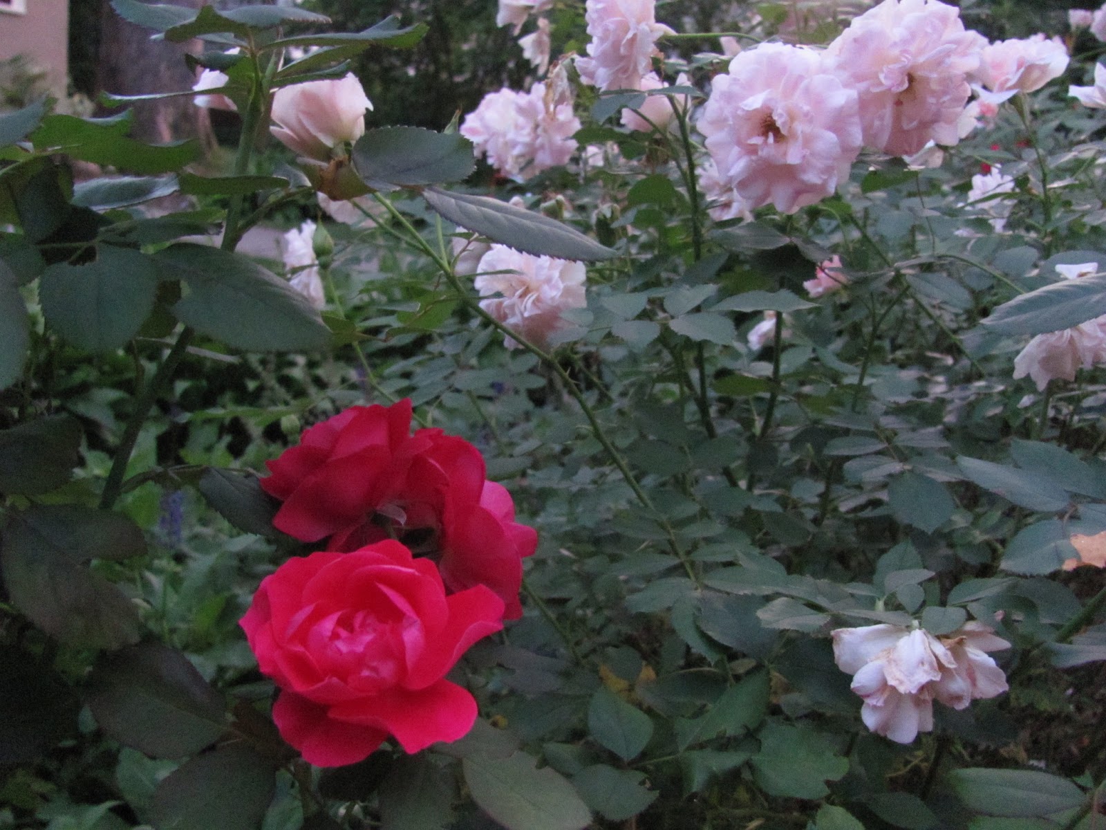 eighth acre farm: propagating roses in the winter