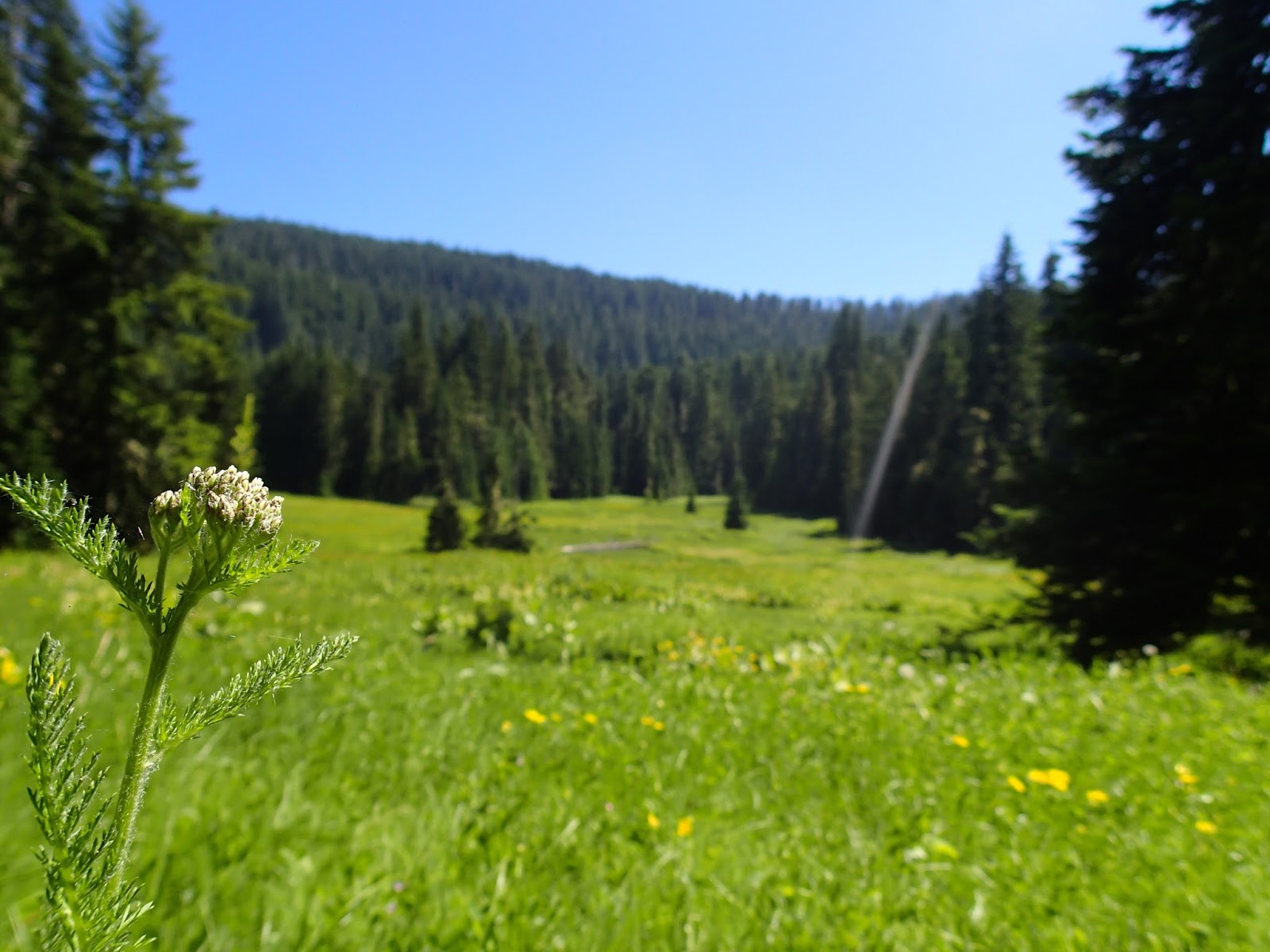 Casing Oregon: Wildflower Hikes: Gordon Meadows