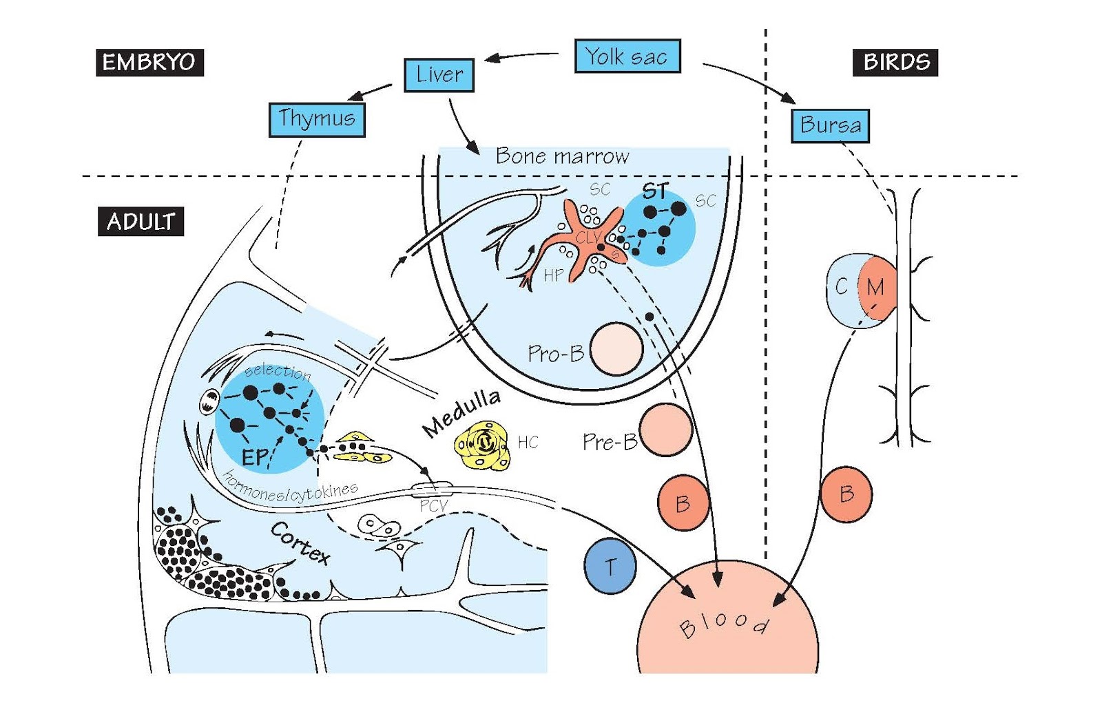 Primary Lymphoid Organs and Lymphopoiesis - pediagenosis