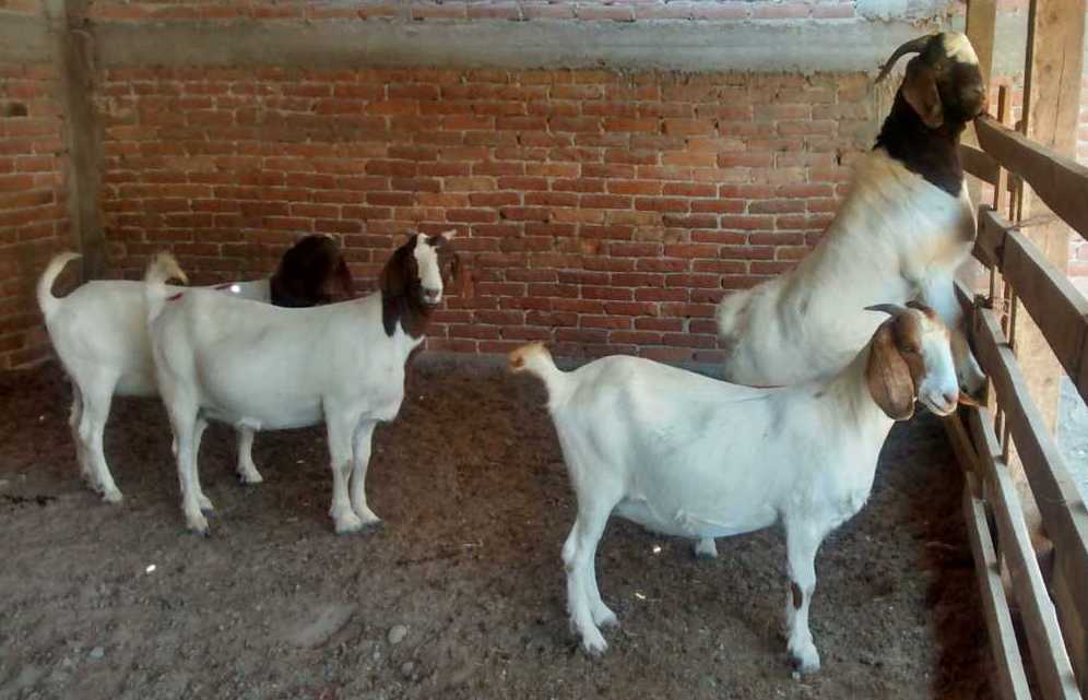 Cabras boer