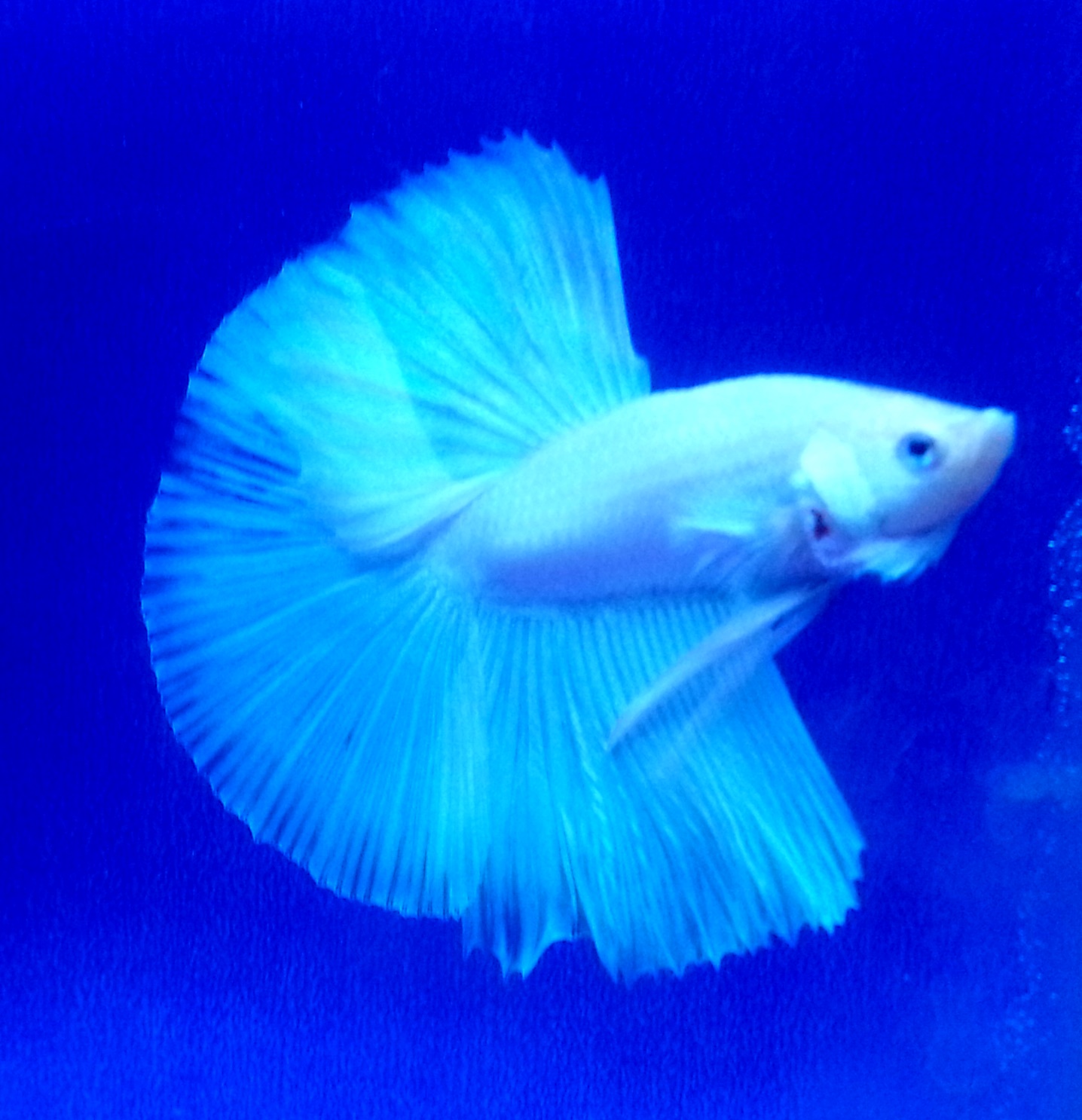 Betta sp ~ Indonesia Tropical Fish