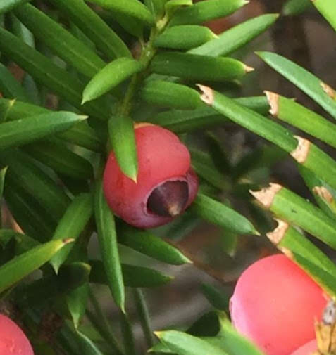 Princeton Nature Notes: The Edible Aril of Yew