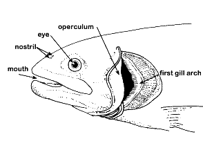 Biology 10: Topic 12a: Fish (Class Pisces)