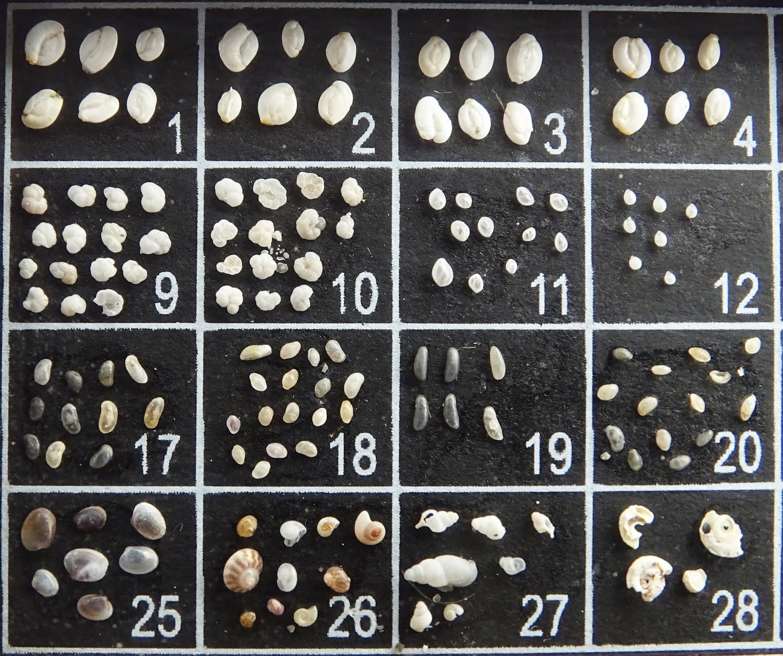 Microfossil Slides I : Collecting to Mounting