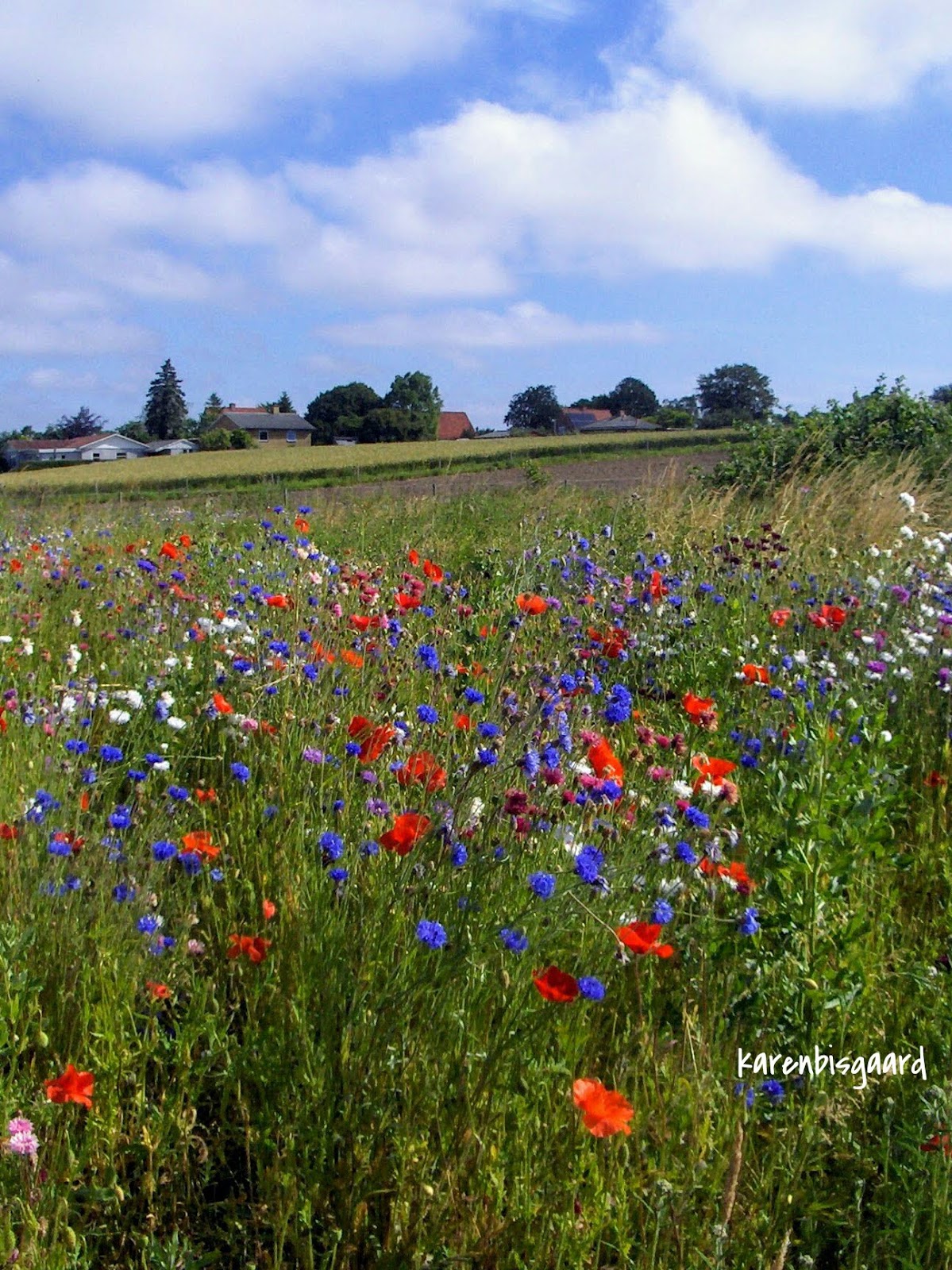 Karen`s Nature Photography: Wild Summer Flowers in Landscape.