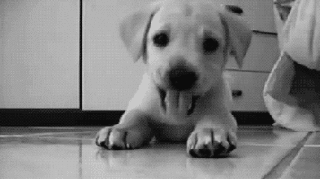 Dogs Gifs: Gif Filhotinho de cachorro brincando