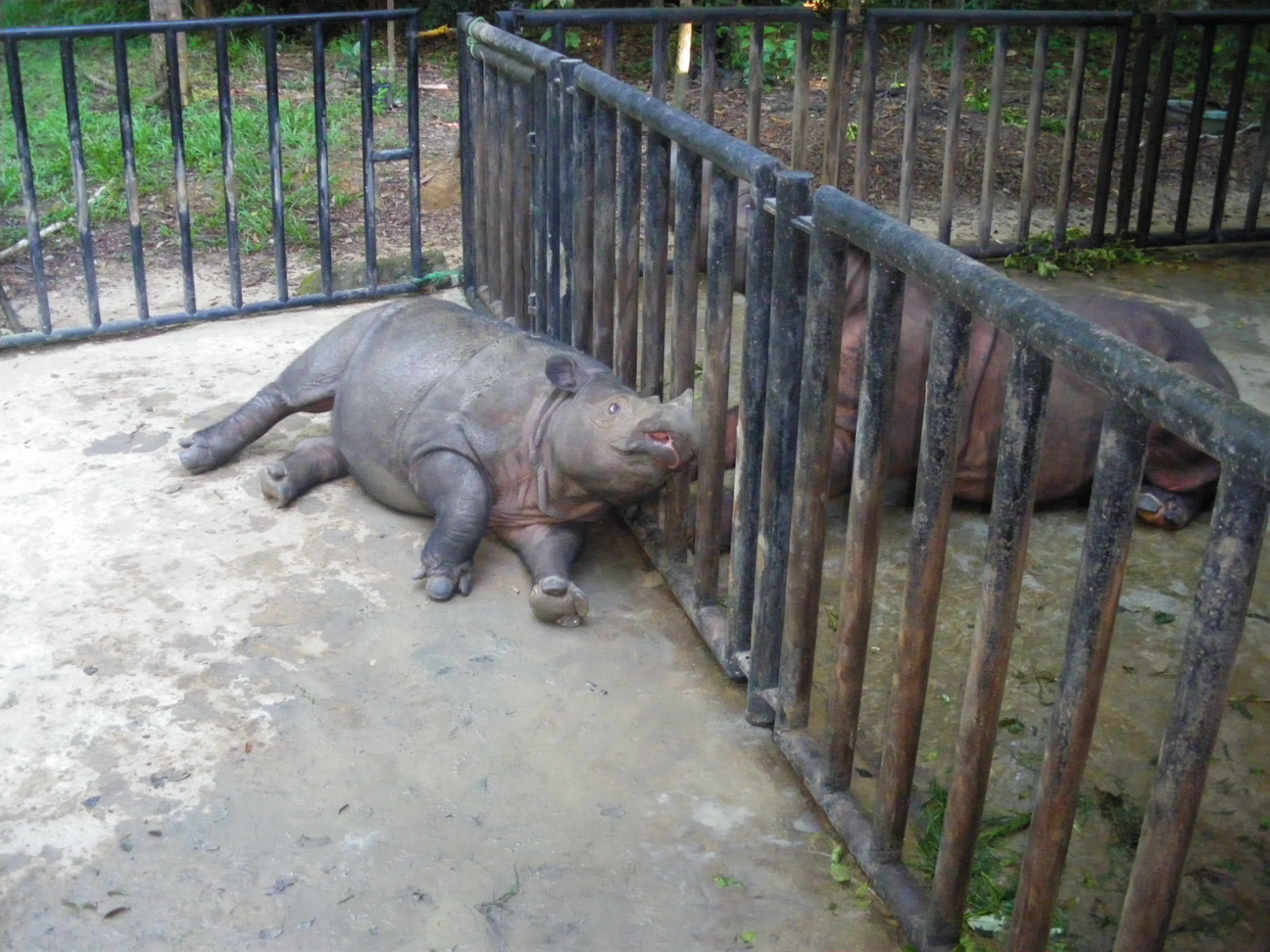 Spesies Badak di Dunia Sangat Terancam Punah ~ king of blog