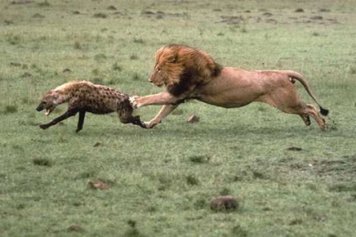 Free Wallpapers: Wild Animals Fight Pictures