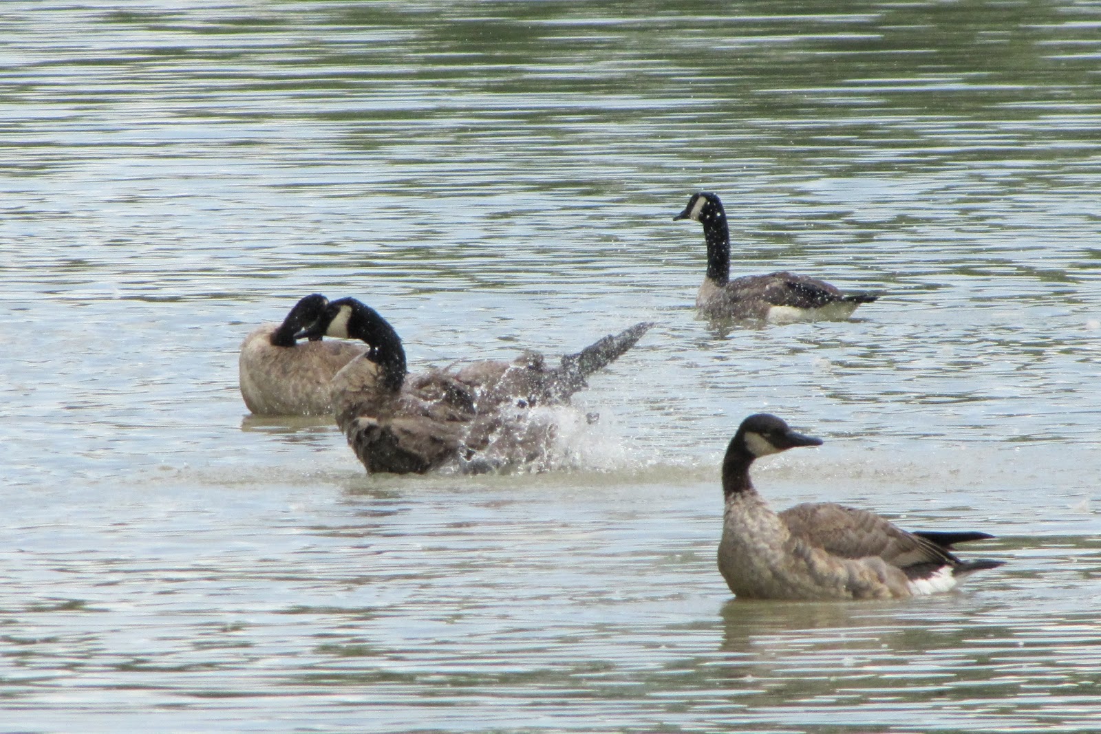 To Behold the Beauty: Canada Geese Beach Party