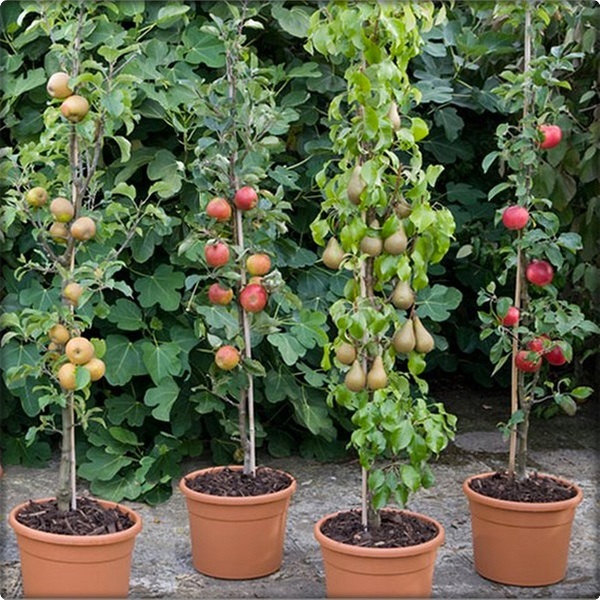 6 Tips for Growing Fruit Trees in Containers