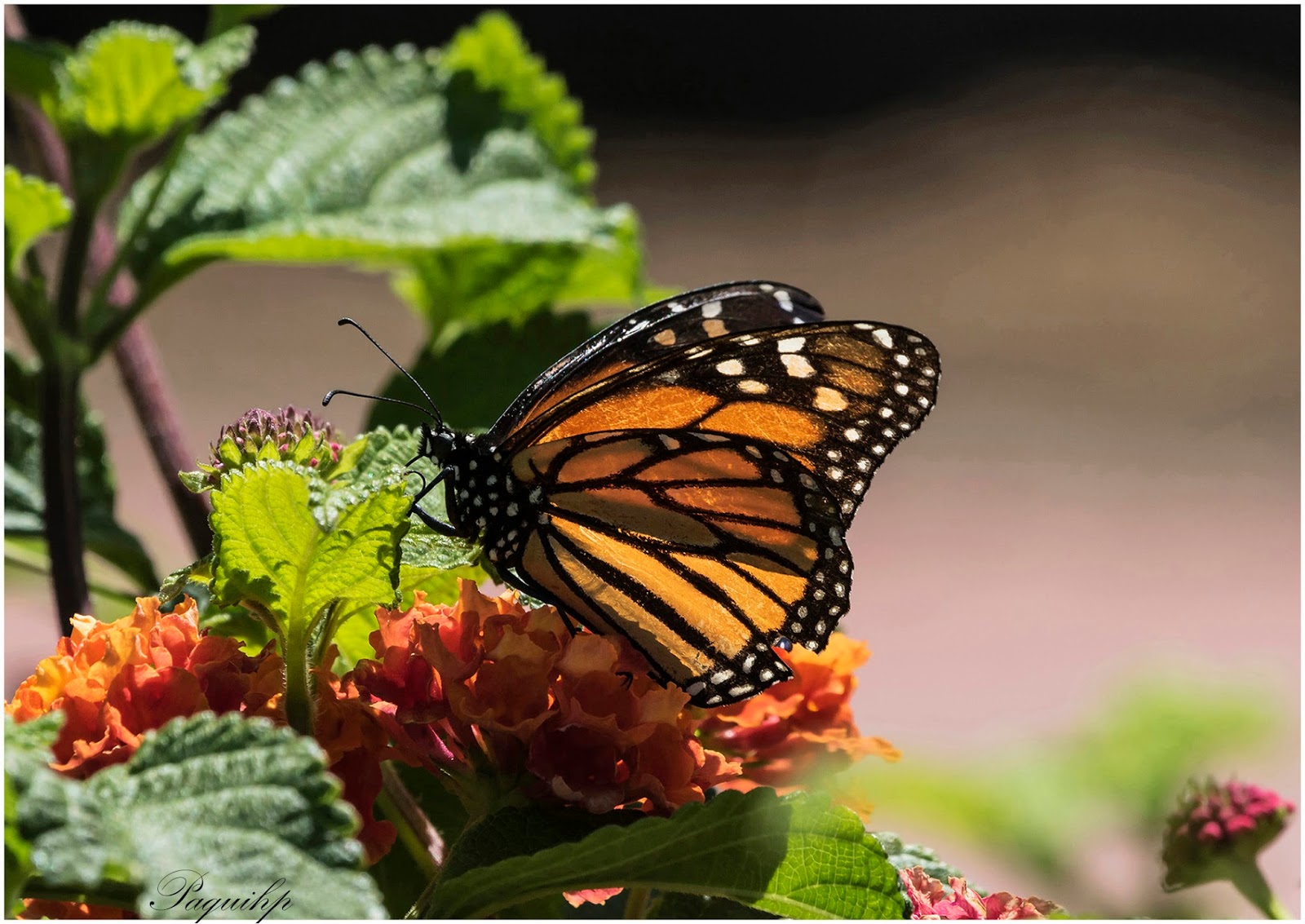 Paqui.blog de naturaleza: MARIPOSAS.