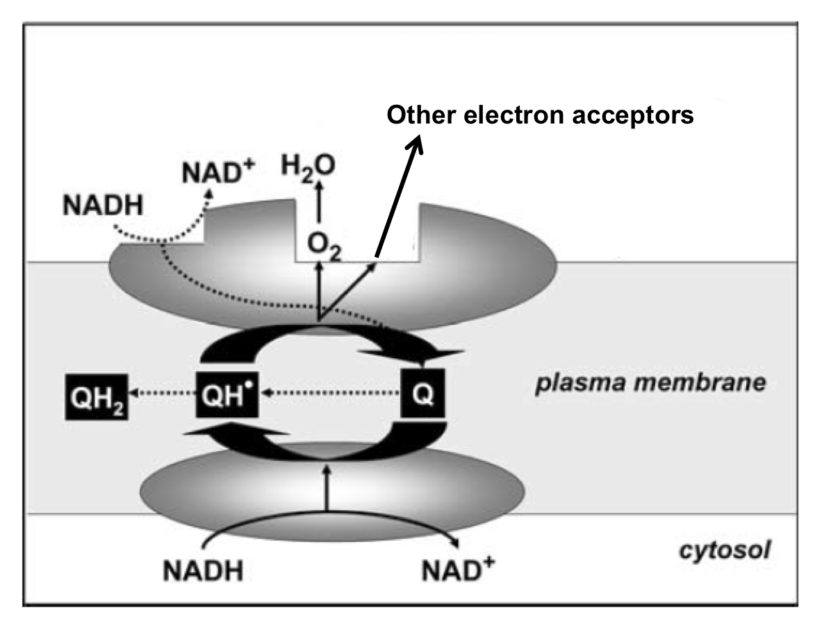 Hyperlipid: Cell surface oxygen consumption (2)
