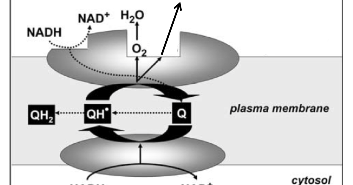 Hyperlipid: Cell surface oxygen consumption (2)