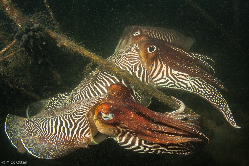 Mick's marine biology: A Sea of Glass