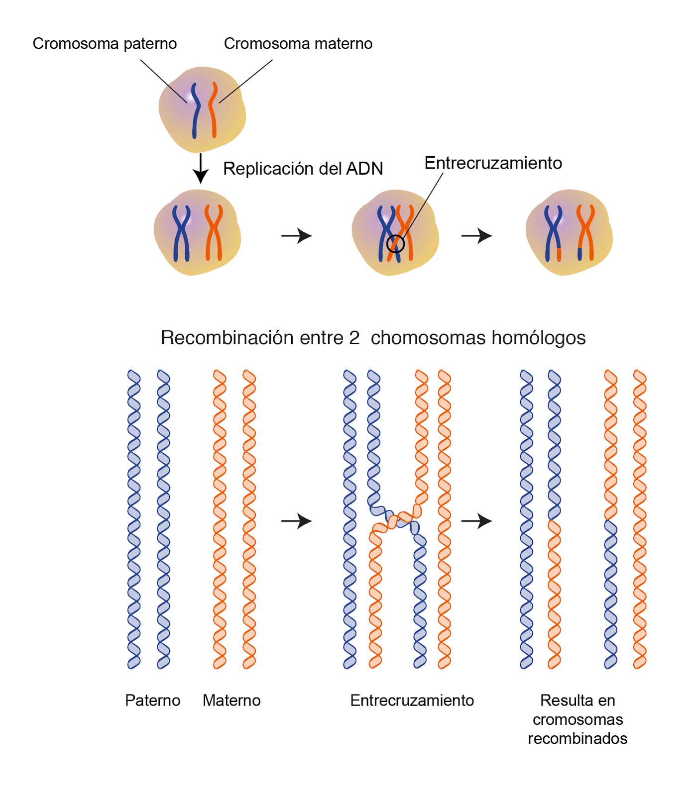 Genética: ADN RECOMBINANTE