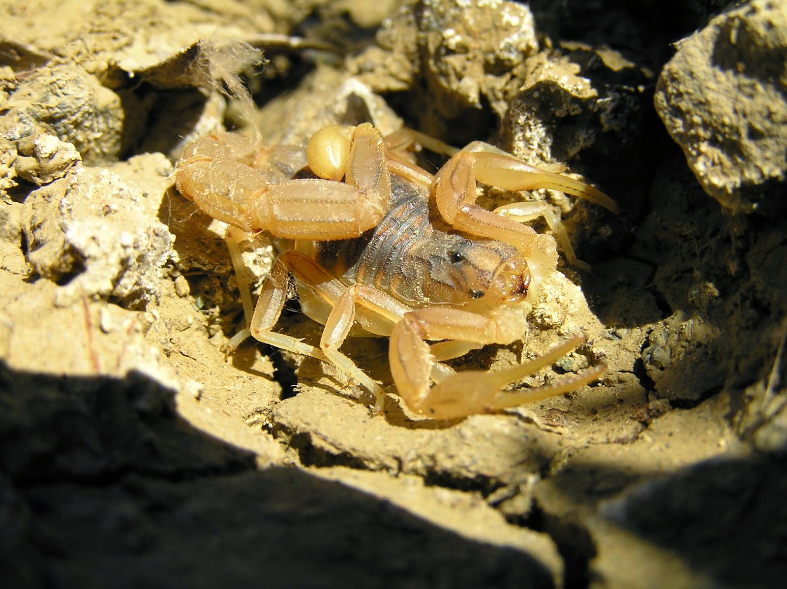 Alma biológica: El alacrán